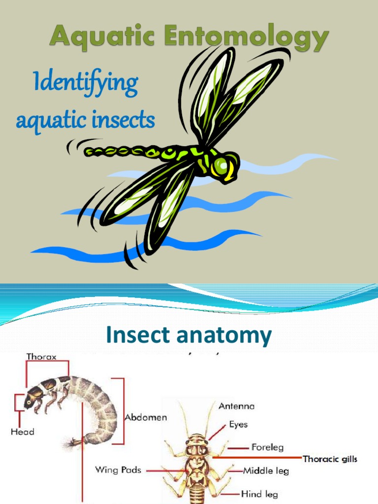 Aquatic Entomology | PDF | Insects | Dragonfly