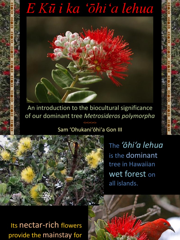 E Ku I Ka Ohia Lehua: Culture Significance of A Dominant Hawaiian Tree ...