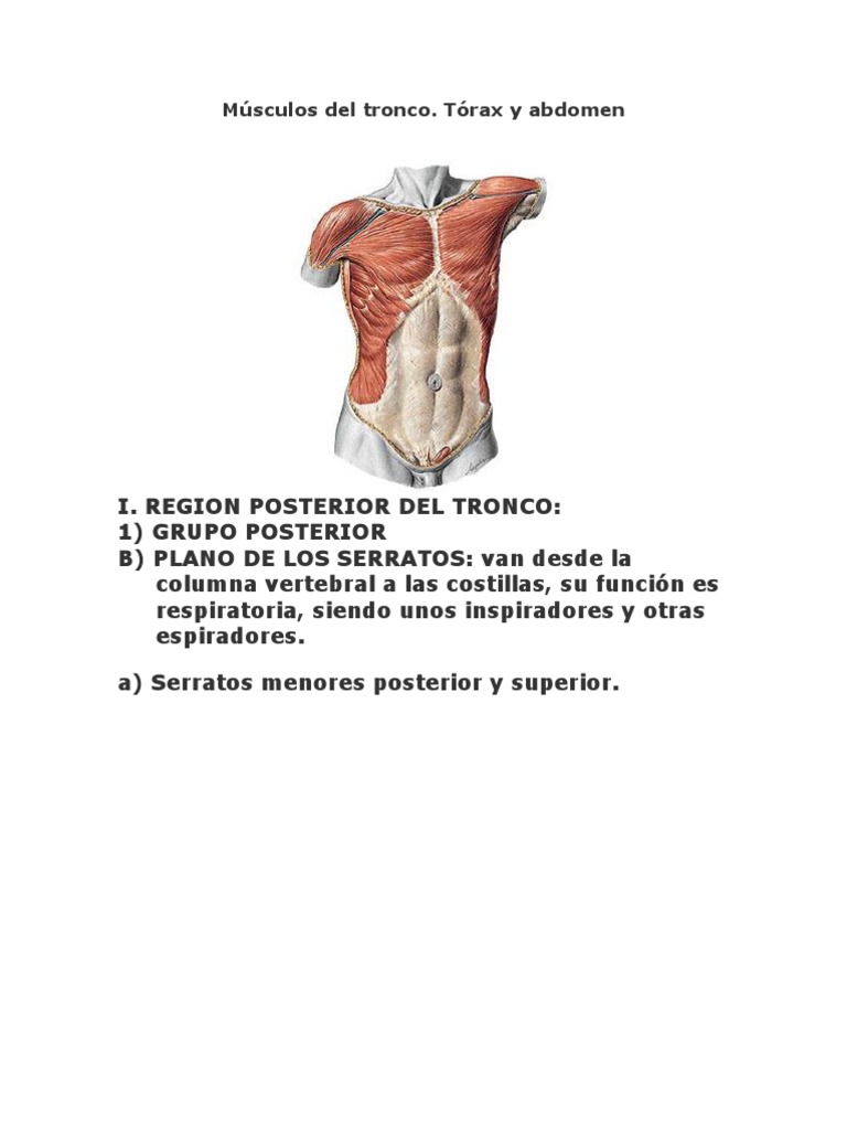 Guía de Músculos del Tronco | PDF