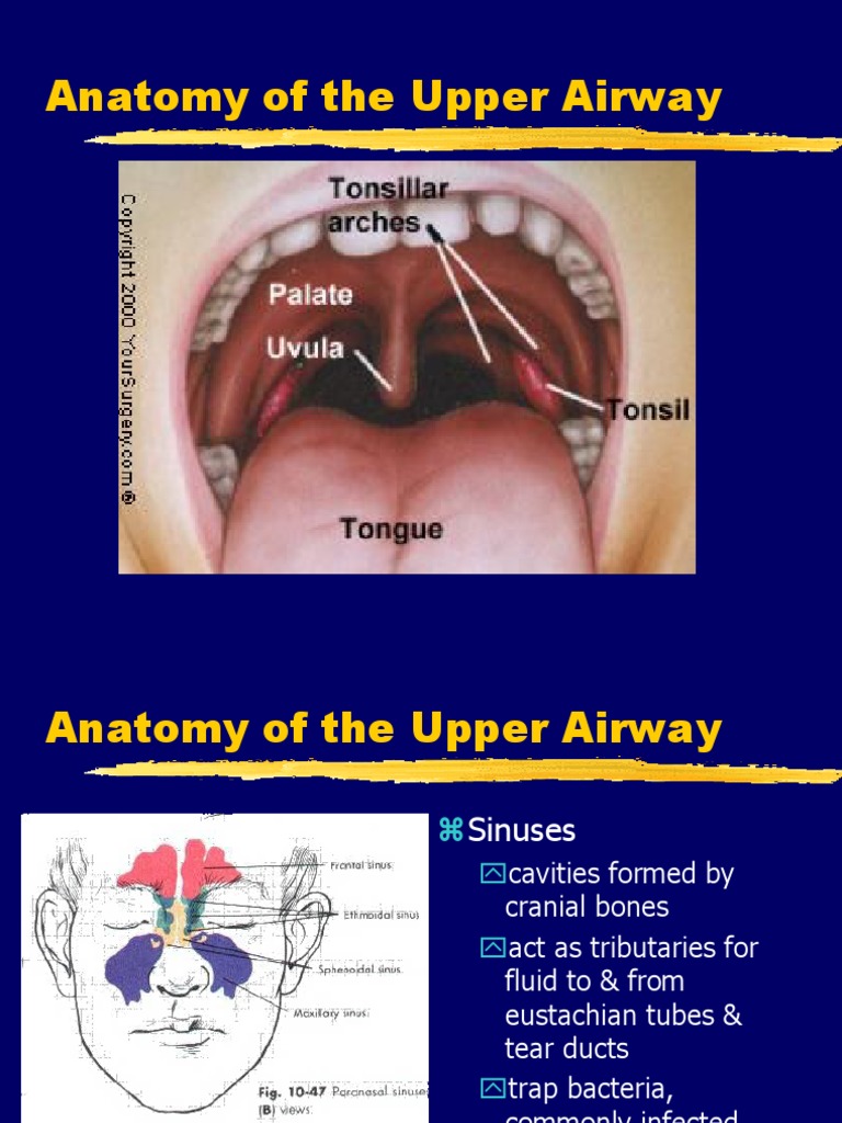 Anatomy of The Upper Airway | PDF | Respiratory Tract | Lung