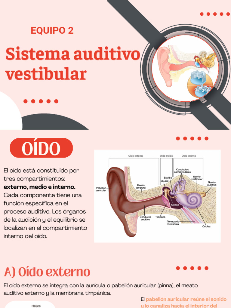 Sistema Auditivo y Vestibular | PDF | Oído | Escuchando