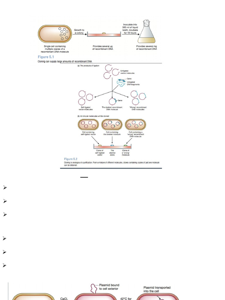 Unit I Introduction of DNA in To Living Cells 5.3.25-1 | PDF ...