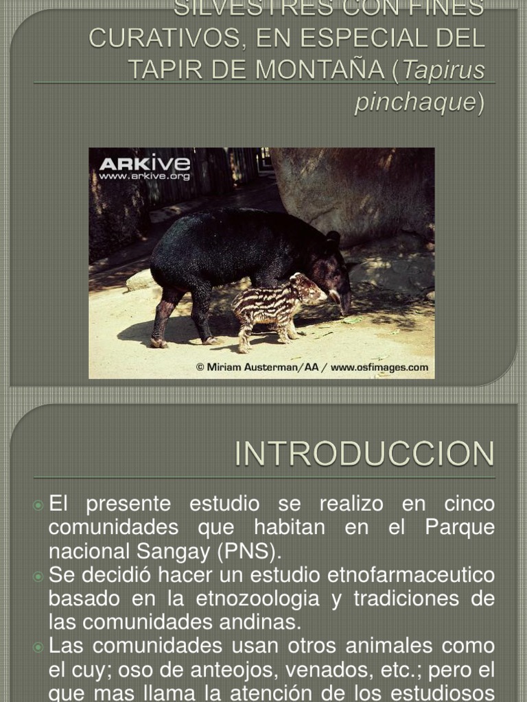 Etnomedicina Andina en El Ecuador | PDF | Caza | Salud y bienestar