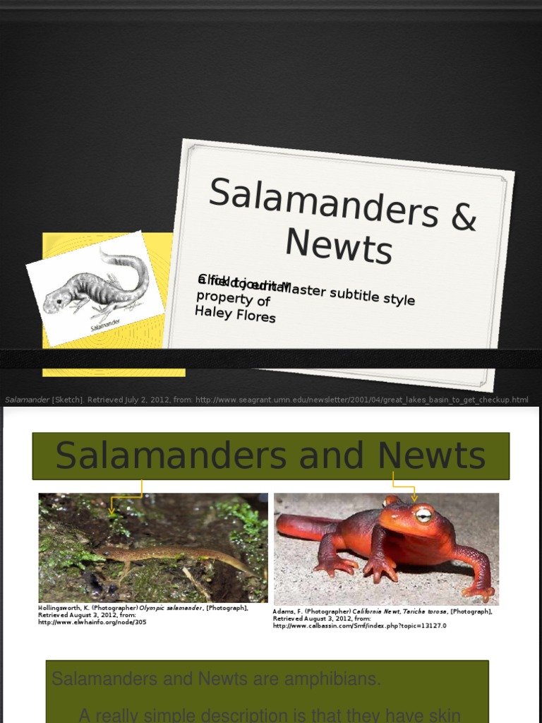 Salamanders and Newts: Key Facts | PDF | Lymphatic System | Endocrine ...