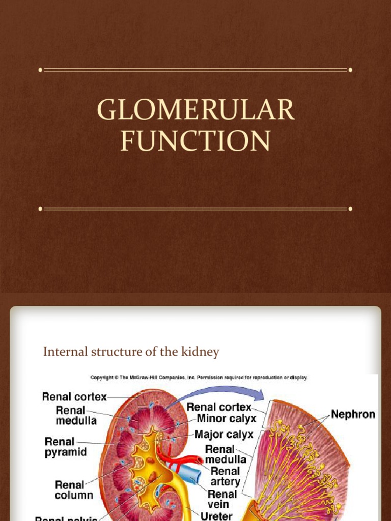 Glomerular Function | Renal Function | Organ (Anatomy)