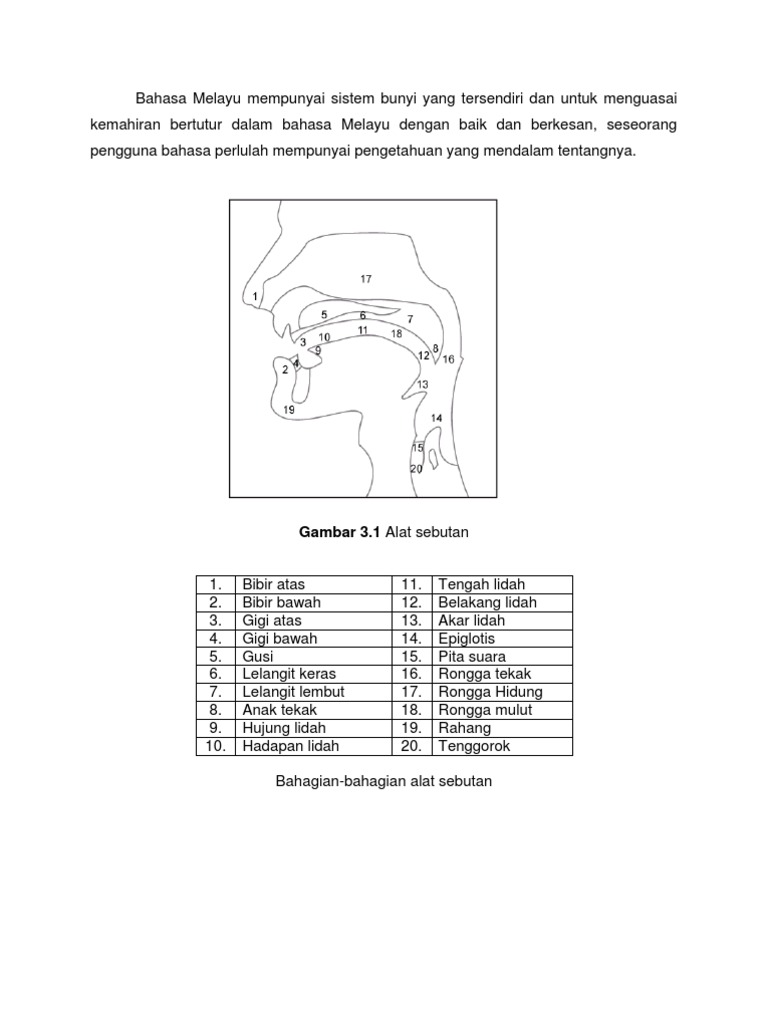 Artikulasi Artikulator | PDF