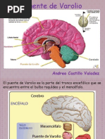 Anatomía y Funciones del Puente de Varolio | PDF | Neurociencia | Cerebro