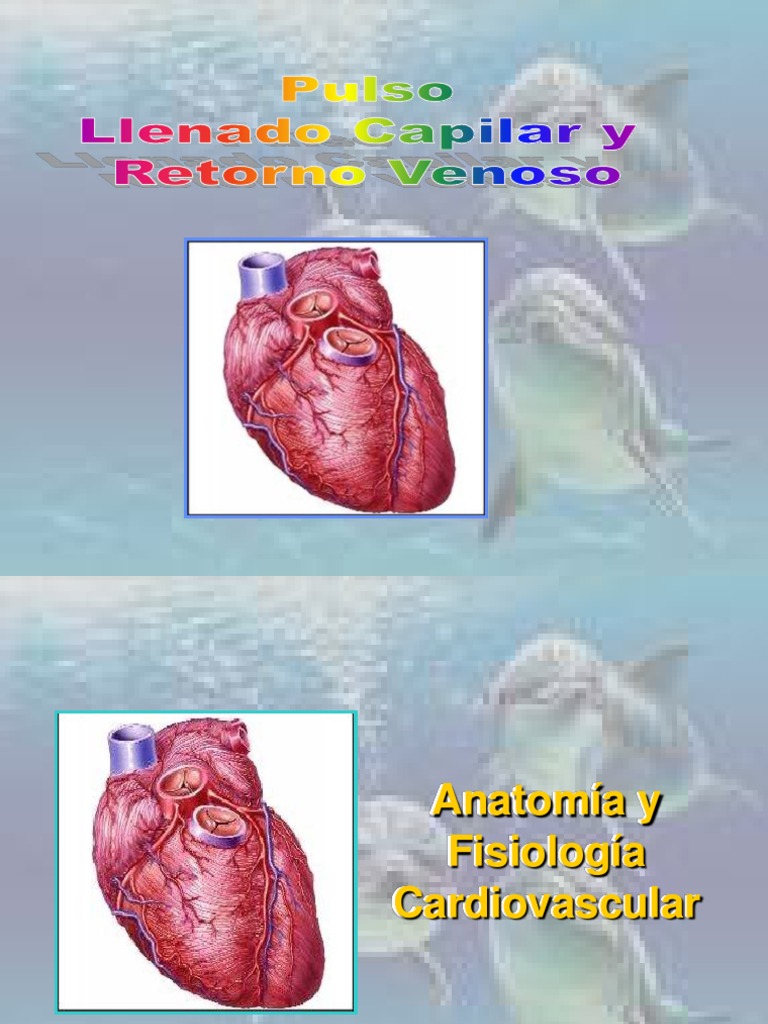 Pulso, Llenado Capilar y Retorno Venoso | Vena | Arteria