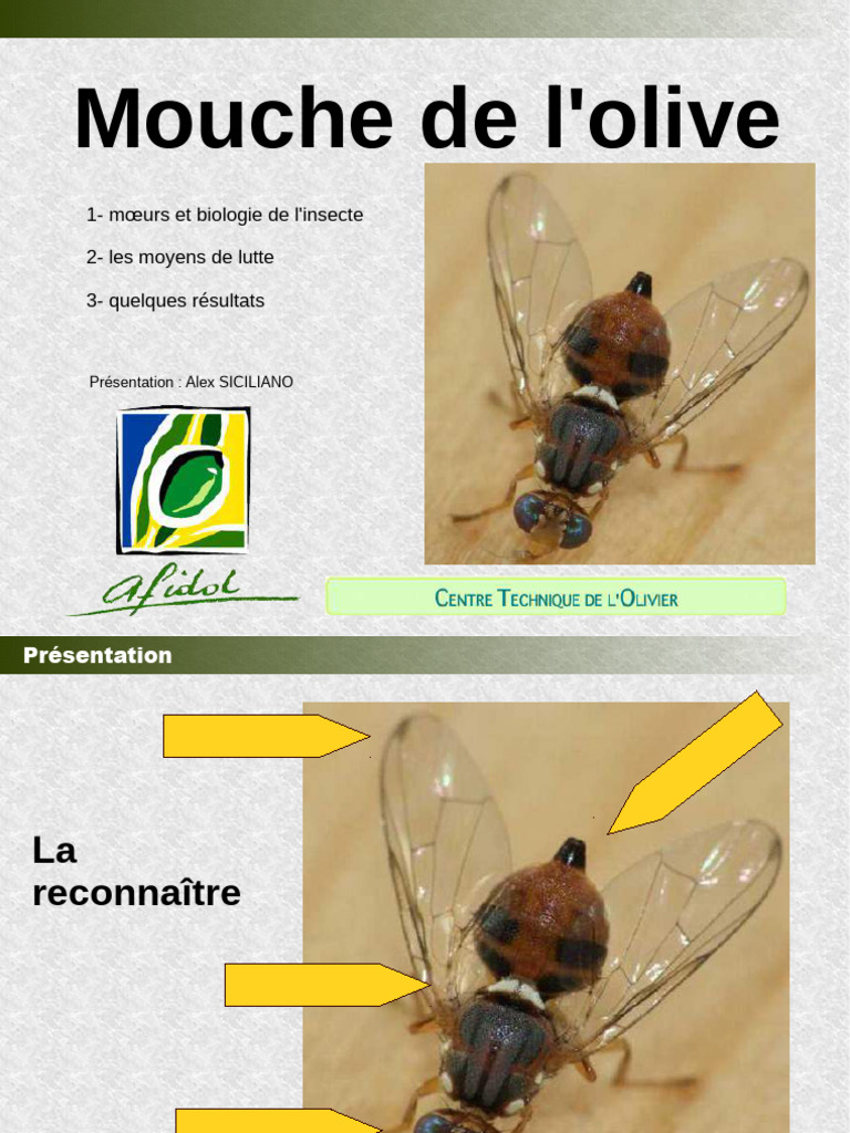 Siciliano Biologie Mouche | PDF | Pupe | Larve