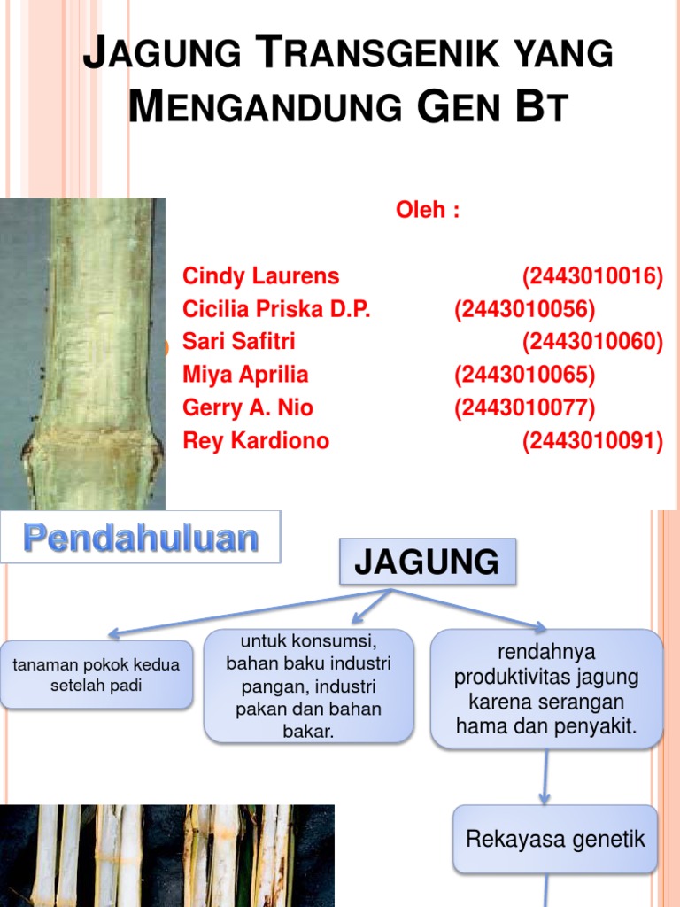 Bioteknologi - Jagung Transgenik Yg Mengandung Gen BT (Fixx) | PDF