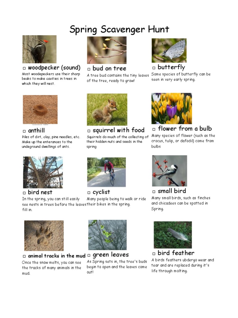 Spring Nature Scavenger Hunt Guide | PDF
