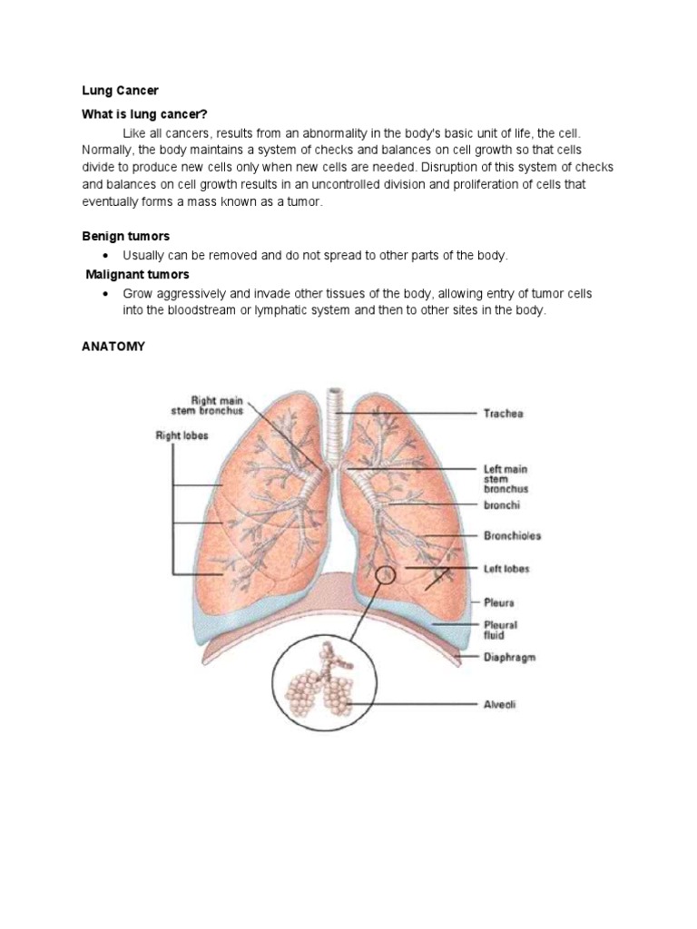 Lung Cancer | PDF | Lung | Lung Cancer