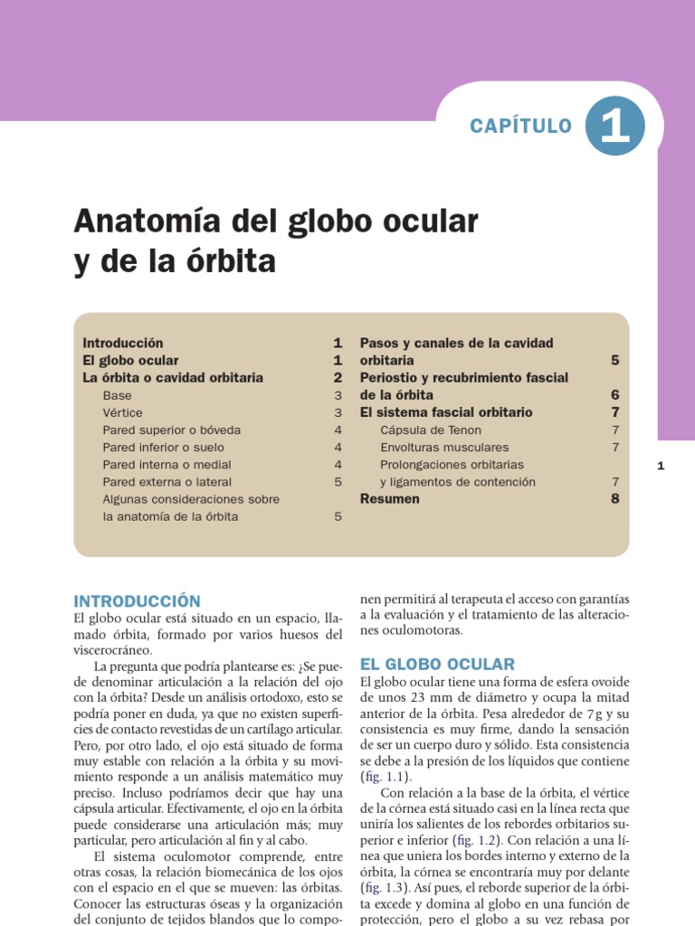 Anatomía Del Globo Ocular PDF | PDF | Anatomia animal | Cabeza y cuello humanos
