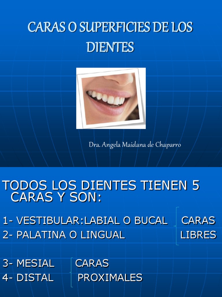 CARAS de Los Dientes-dimensiones(2) | Ramas de Odontología | Diente