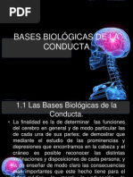 Cerebro Estructuras Macro y Microscópicas | PDF | Cerebro | Neurona