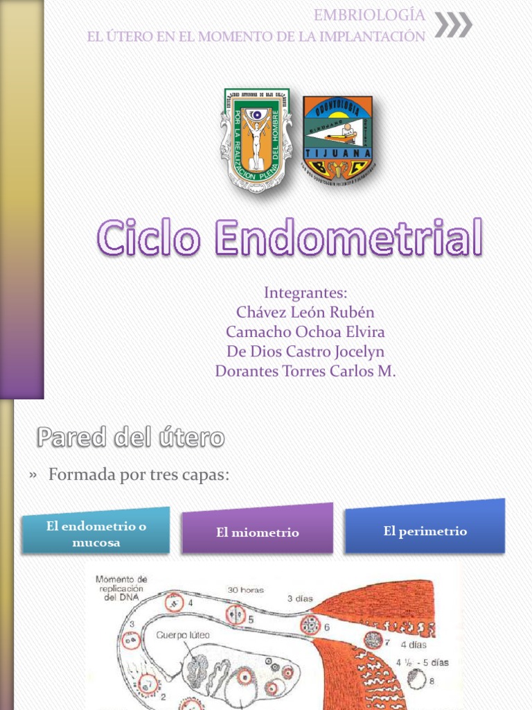 Ciclo Endometrial | PDF | Ciclo menstrual | Implantación (embrión humano)