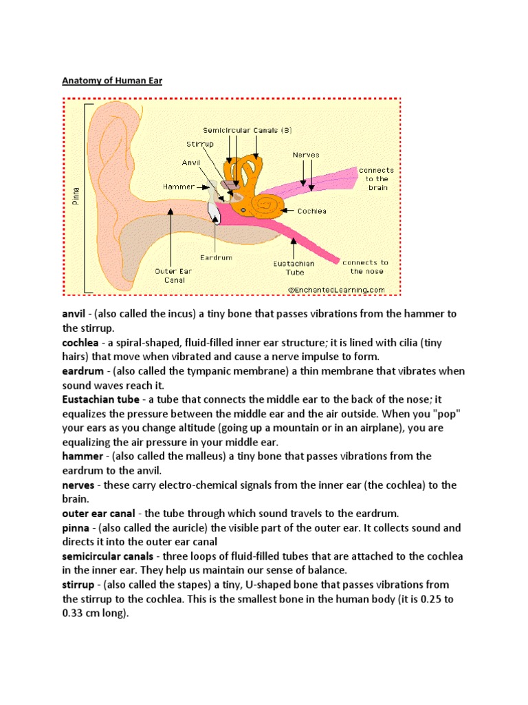 Anatomy of Human Ear | PDF | Ear | Hearing