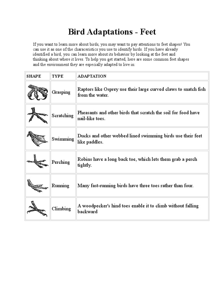 Bird Adaptations Feet | PDF