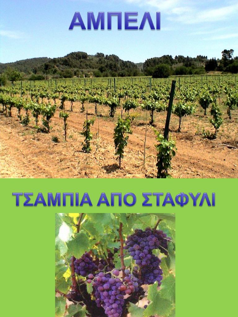 Από το αμπέλι στο... ποτήρι | PDF