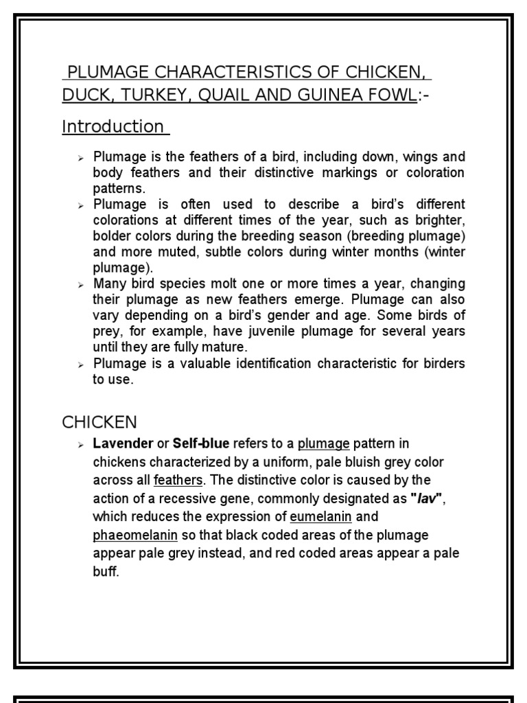 Plumage Characteristics of Chicken | PDF | Feather | Birds