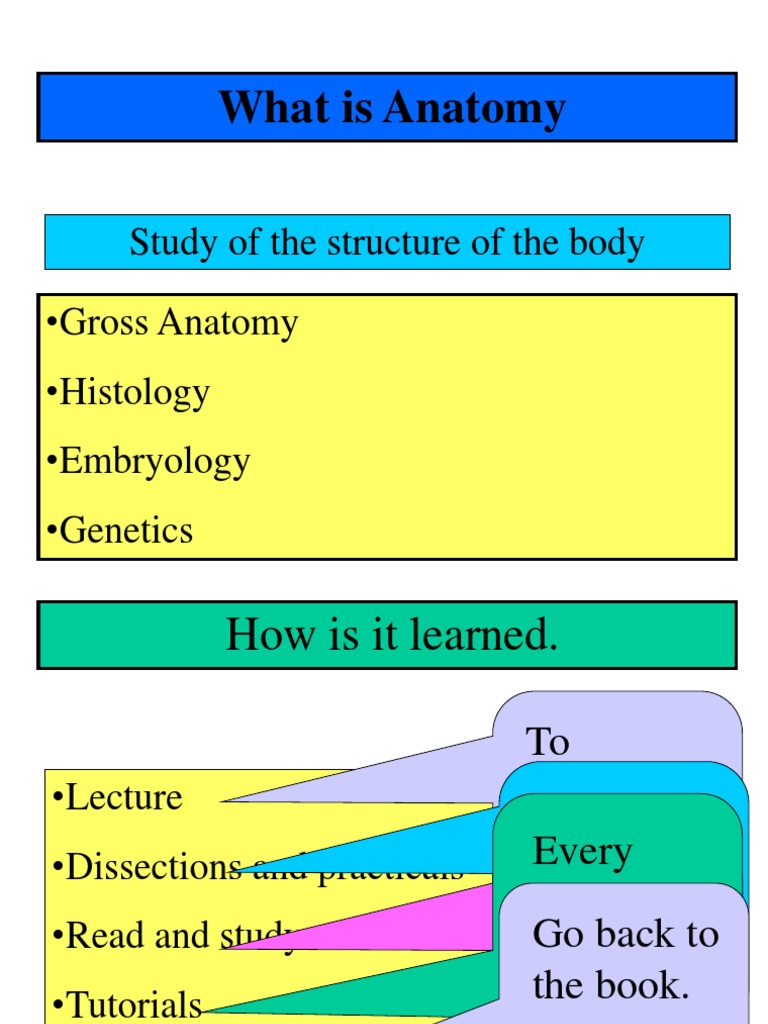 What Is Anatomy: Study of The Structure of The Body - Gross Anatomy ...