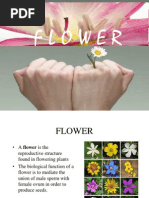 Understanding Plant Dehiscence Types | PDF | Organisms | Fruit