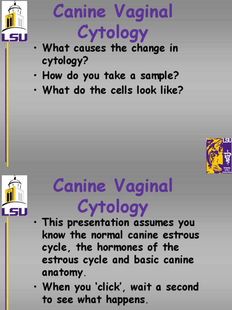 Canine Vaginal Cytlogy | Vagina | Cell Nucleus | Free 30-day Trial | Scribd