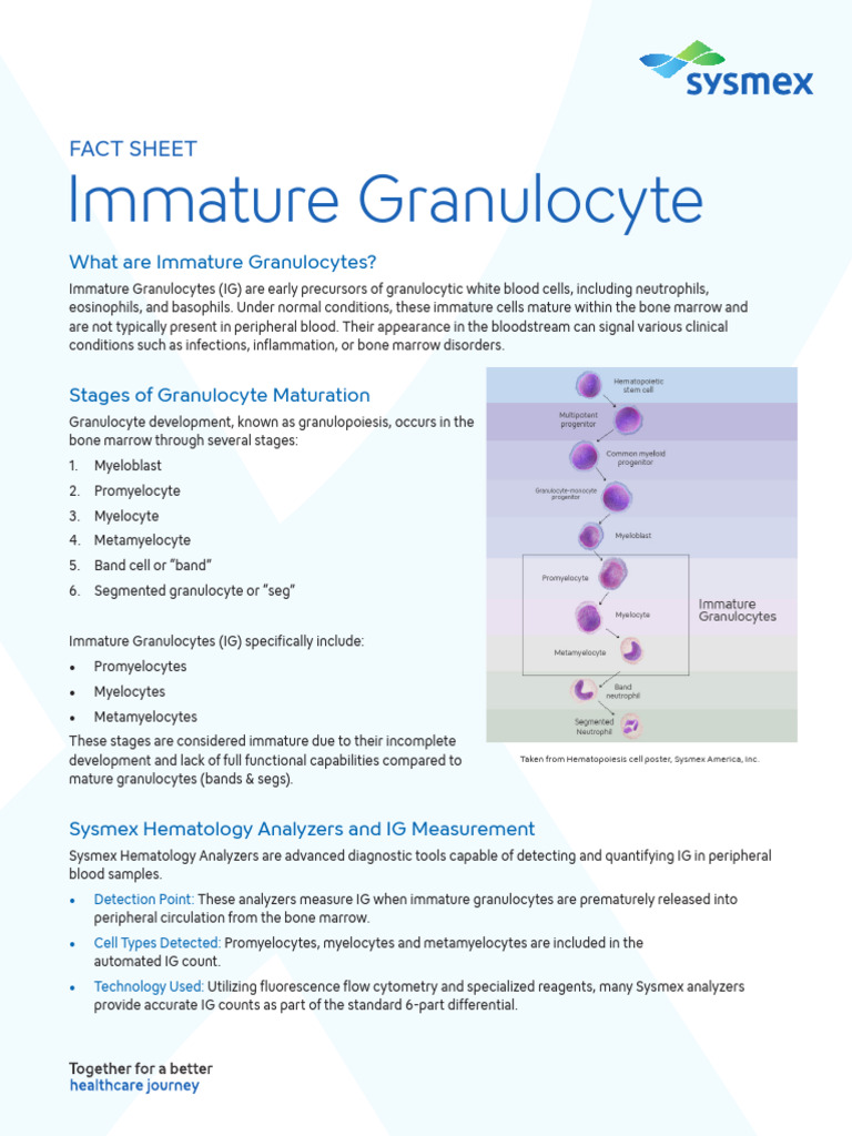 immature-granulocytes-fact-sheet | PDF