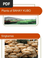 Sitaw Bataw: (English: String Beans Cebuano: Batong) Scientific Name | PDF