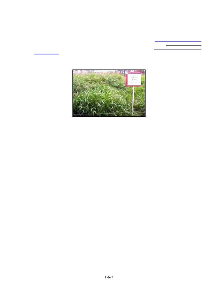120-Gatton_panic Quanto Produce | PDF | Pasto | Pasto