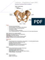 Tróclea - Qué Es, Significado, Ubicación, Función y Lesiones | PDF ...
