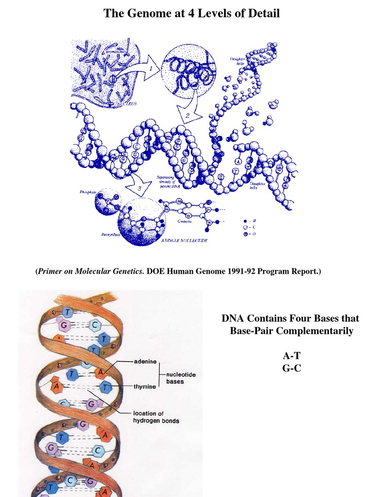 The Genome at 4 Levels of Detail: (Primer On Molecular Genetics. DOE ...