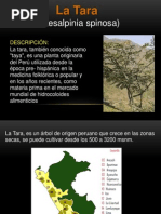 Beneficios y Usos de la Tara (Caesalpinia spinosa) | PDF | Suelo | Agua