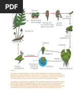 Ciclo de Vida y Reproducción de Musgos | PDF | Musgo | Plantas