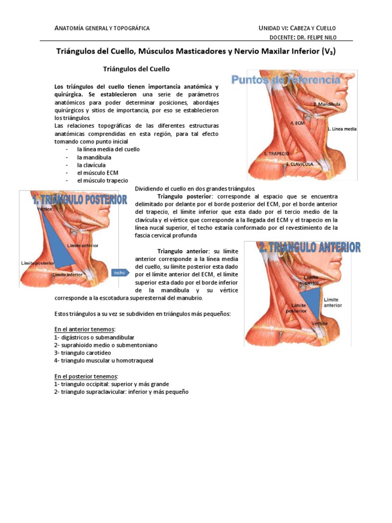 Triangulos Del Cuello | PDF | Anatomía humana | Cabeza y cuello humanos