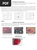 Citrobacter: Infecciones y Tratamiento | PDF | Infección ...