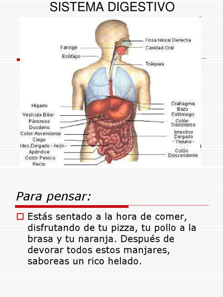 Sistema Digestivo Power Point | PDF | Sistema digestivo humano | Bilis