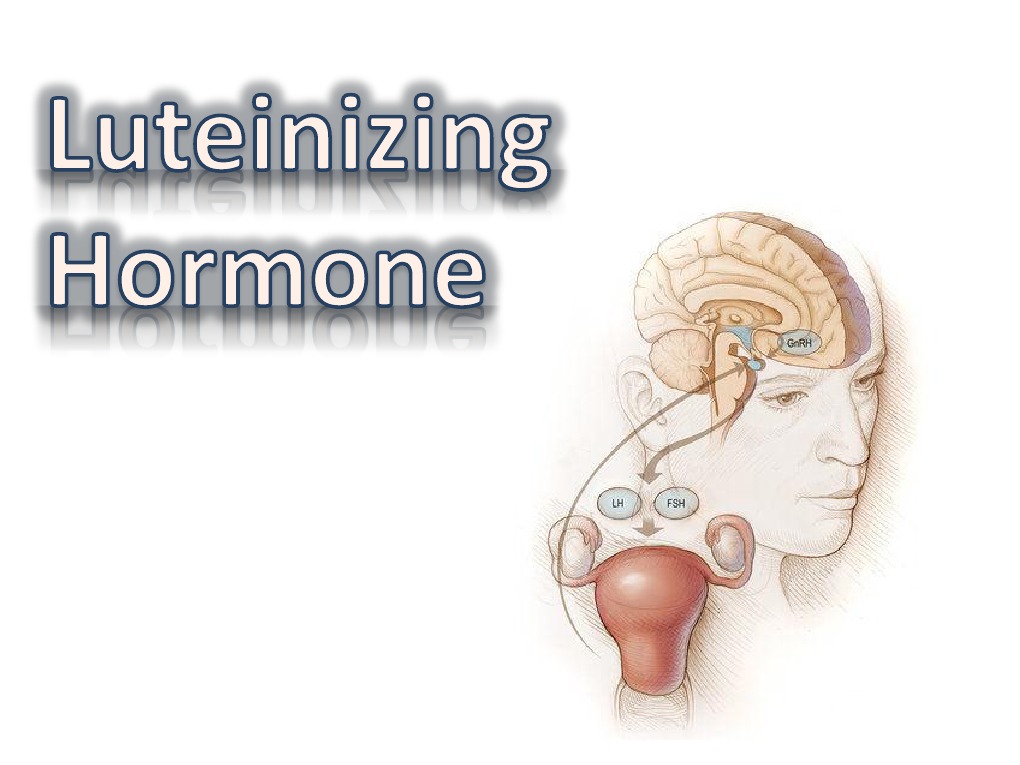 Luteinizing and Follicle Stimulating Hormone (Powerpoint) | PDF ...