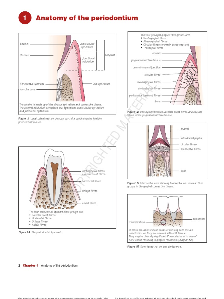 Anatomy of Periodontium | PDF | Human Tooth | Mouth