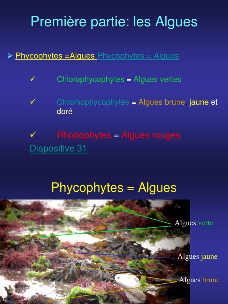 2-Cours app végétatif algues