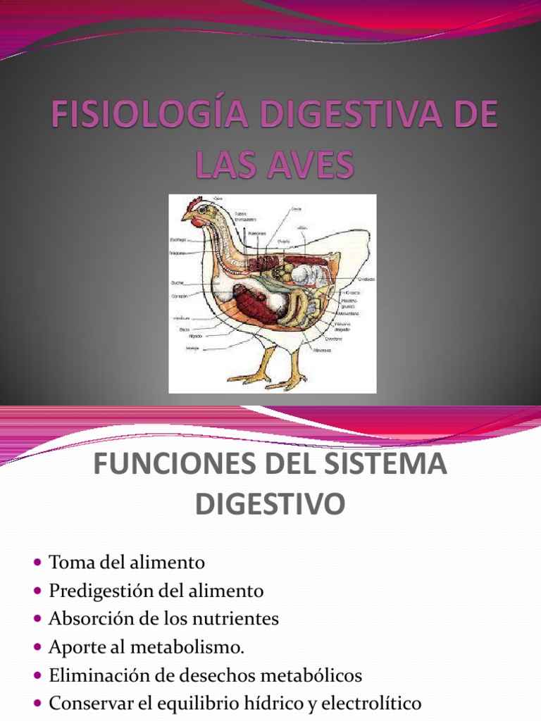 Fisiología Digestiva de Las Aves | PDF | Páncreas | Digestión