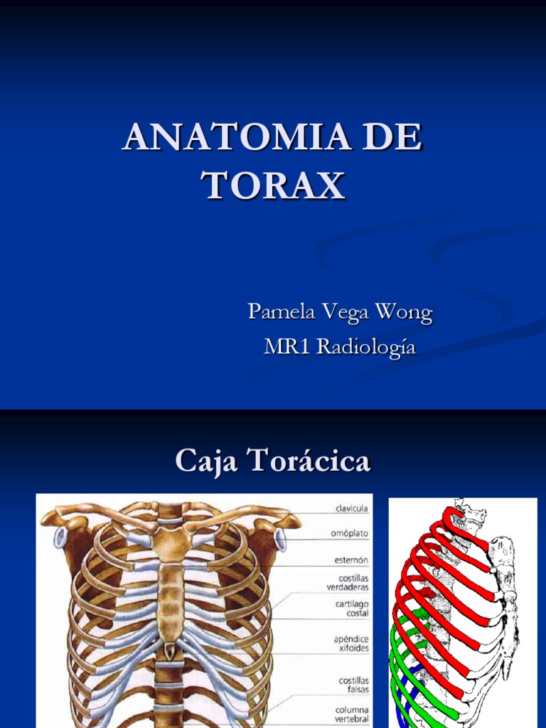 Anatomia de Torax | PDF | Pulmón | Tórax