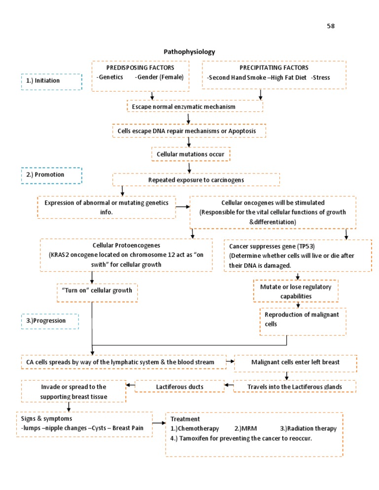 4.2 Pathophysiology Breast CA