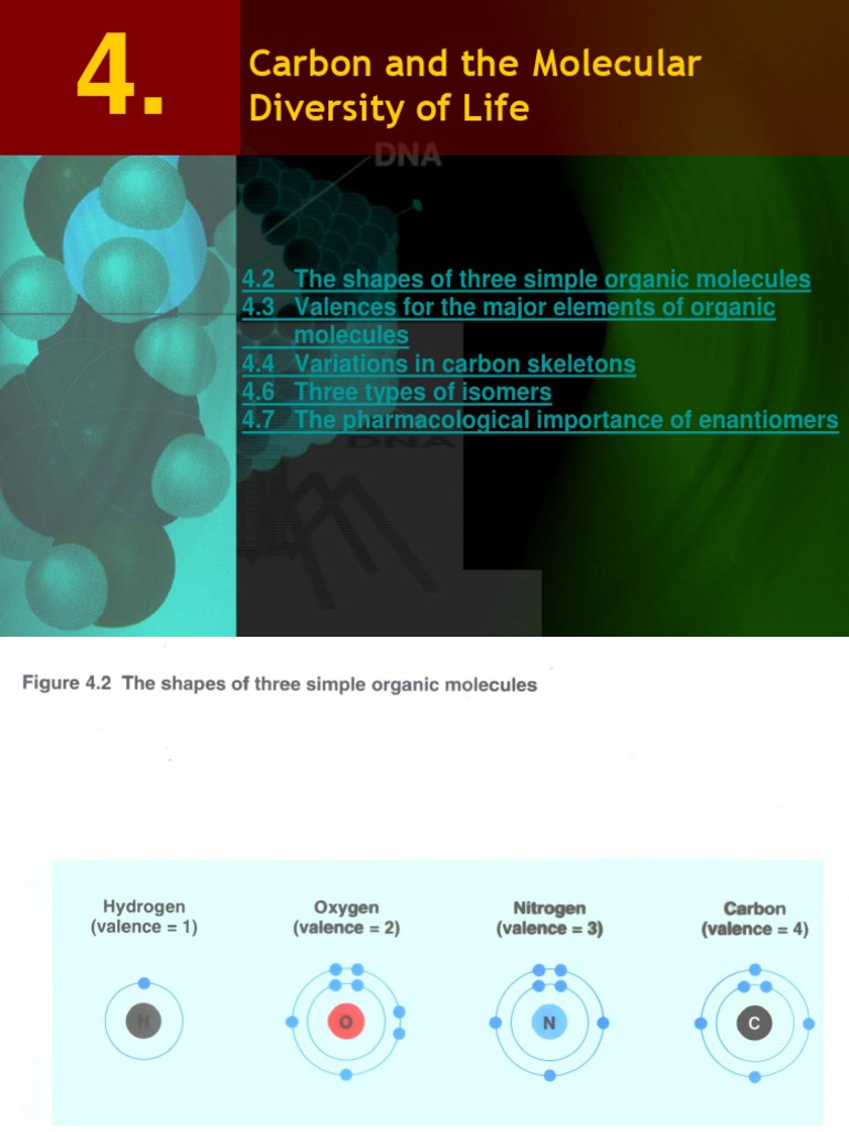 Carbon's Role in Molecular Diversity | PDF | Science & Mathematics