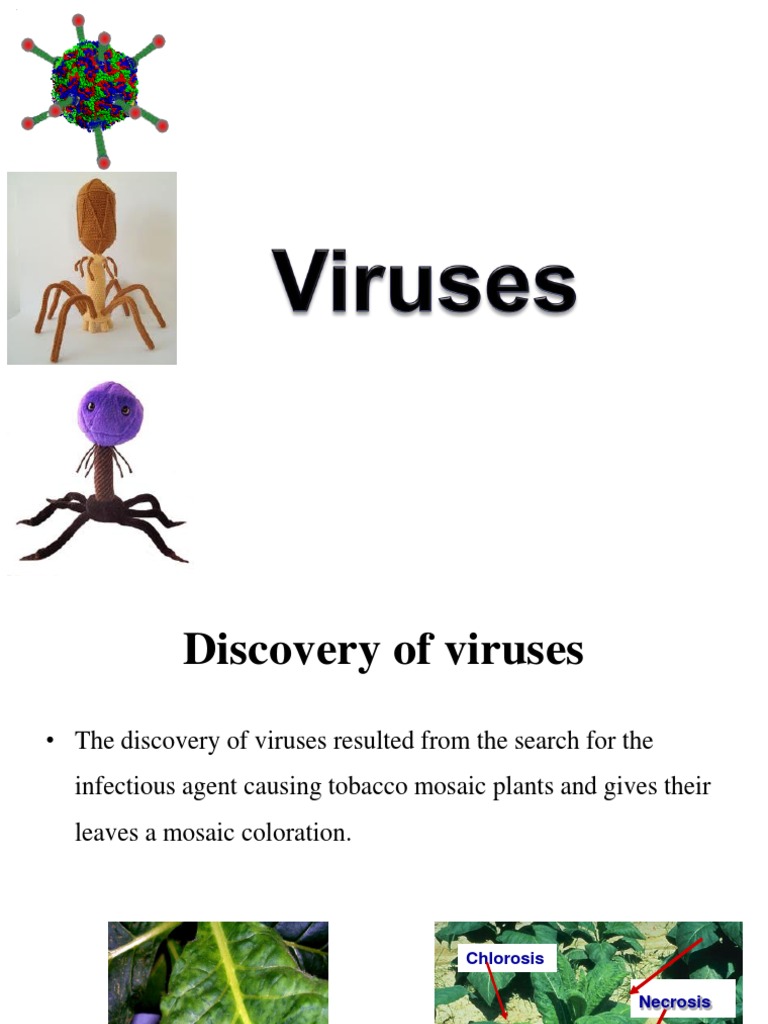 Viruses Basics | PDF | Virus | Bacteriophage