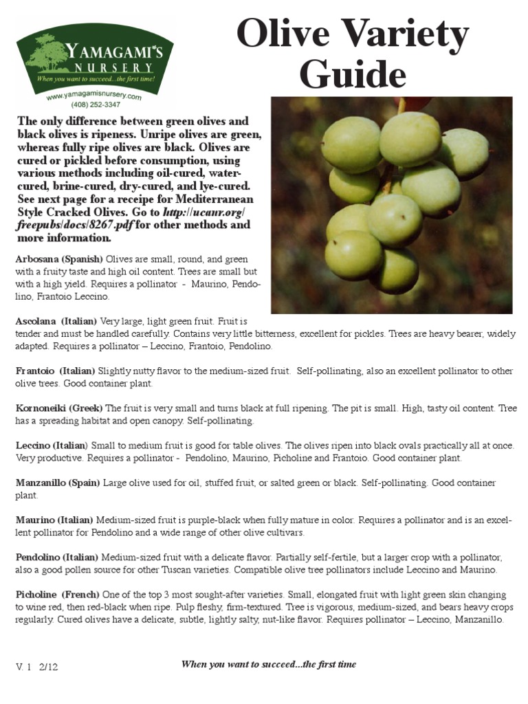 Olive Guide | PDF | Olive | Pickling