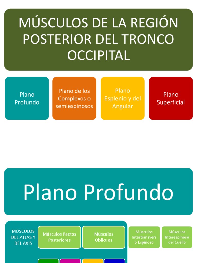 Músculos de La Región Posterior Del Tronco Occipital | PDF | La columna ...