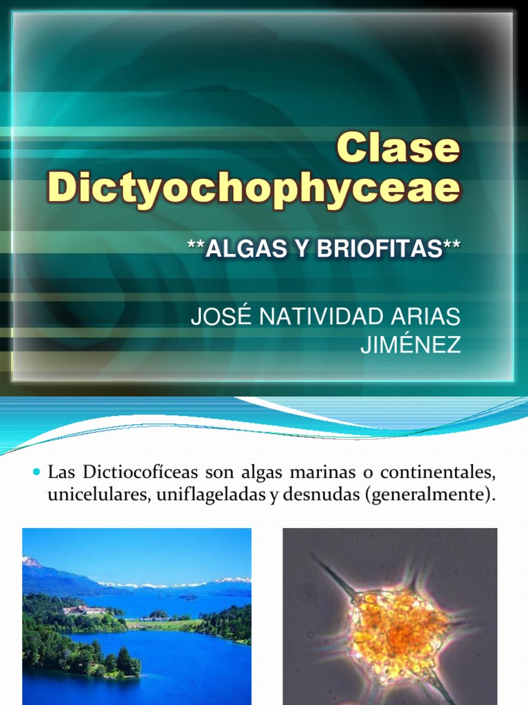 Algas Dictyochophyceae: Características | PDF | Algas | Eucariotas