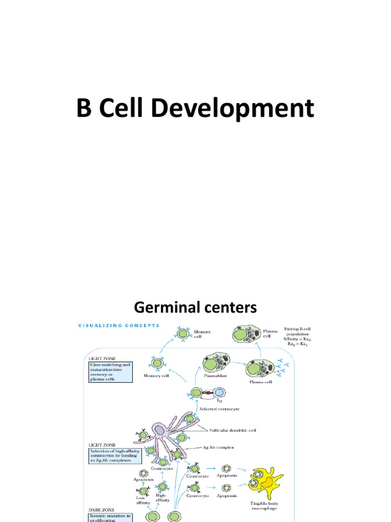 B Cell Development 11082011 | PDF