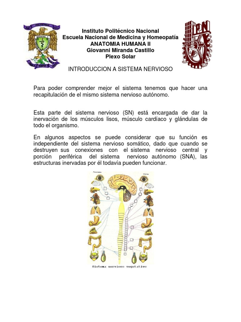 Ubicación y Anatomía del Plexo Solar | PDF | Abdomen | Aorta